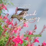 25 Beautiful Good Morning Hummingbird Images With Quotes And Greetings ...